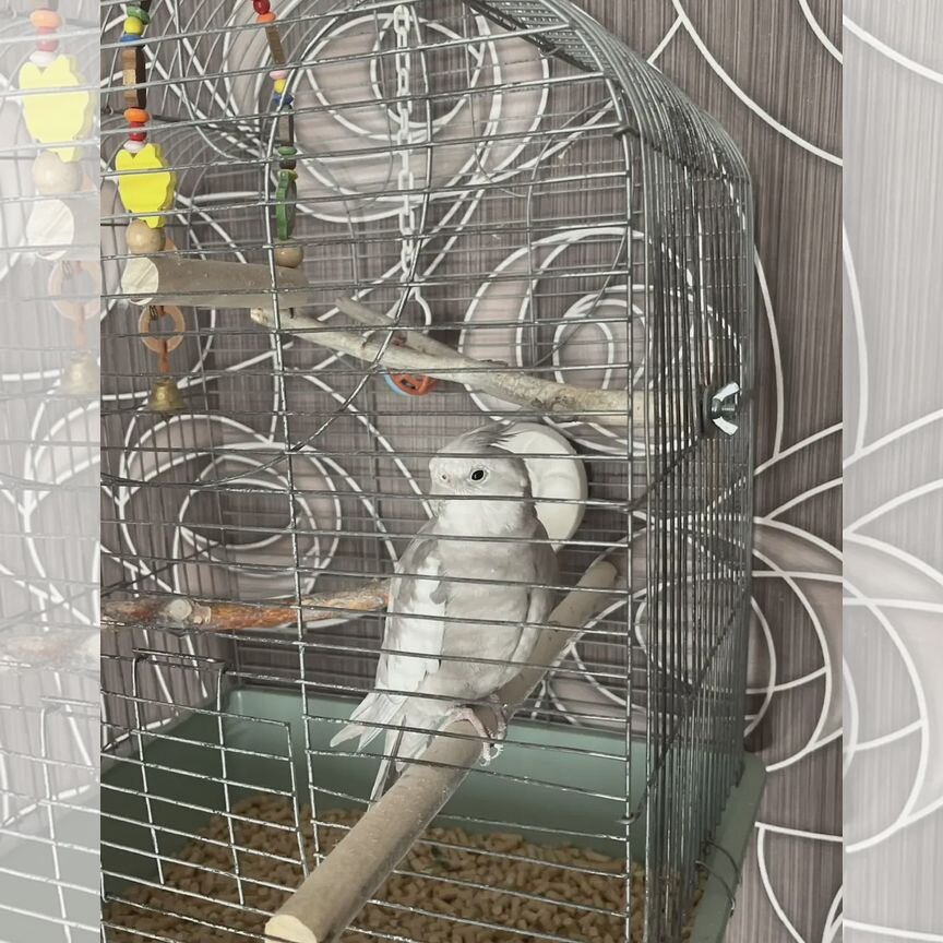 Попугай корелла мальчик