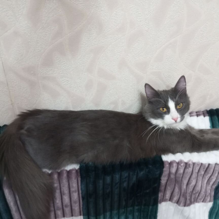 Маркиз 6 мес (мышелов)