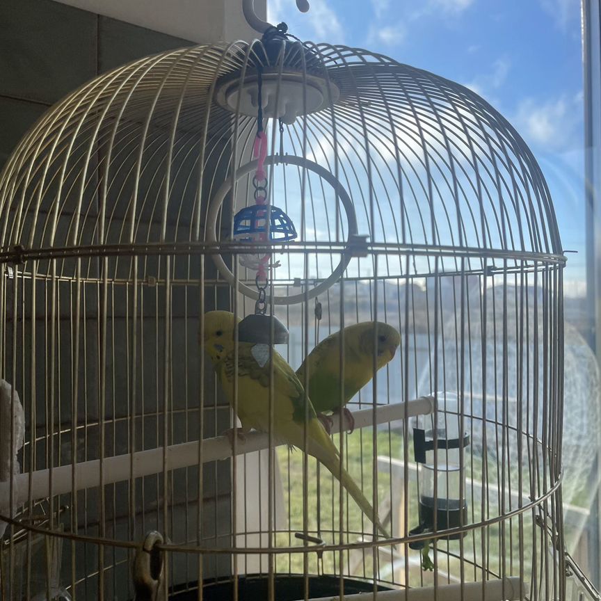 Попугай волнистый, клетка