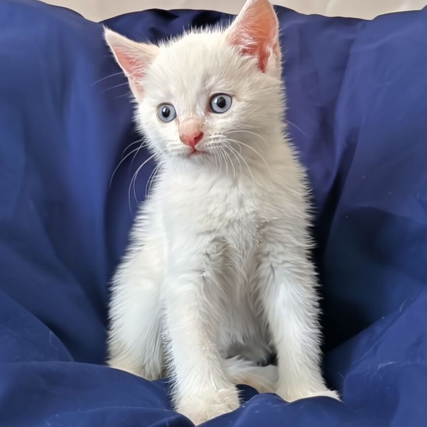 Британский длинношёрстный котёнок
