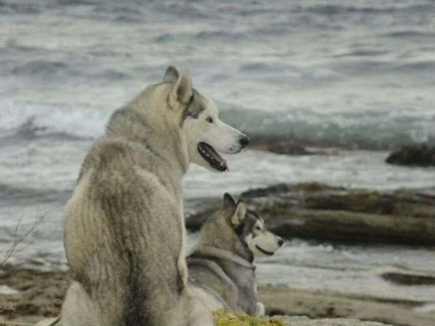 Щенки сибирской хаски