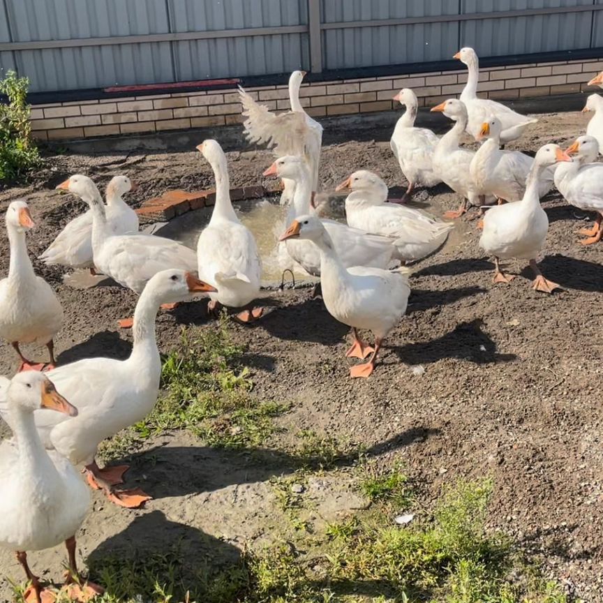 Гуси Львиная голова