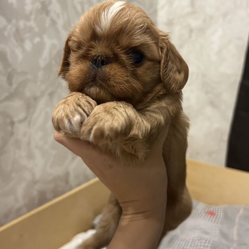 Кавалер кинг-чарльз-спаниель, щенок