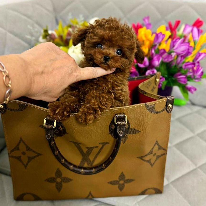 Той-пудель, щенок