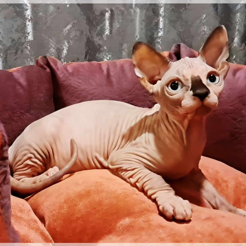 Канадский сфинкс котёнок