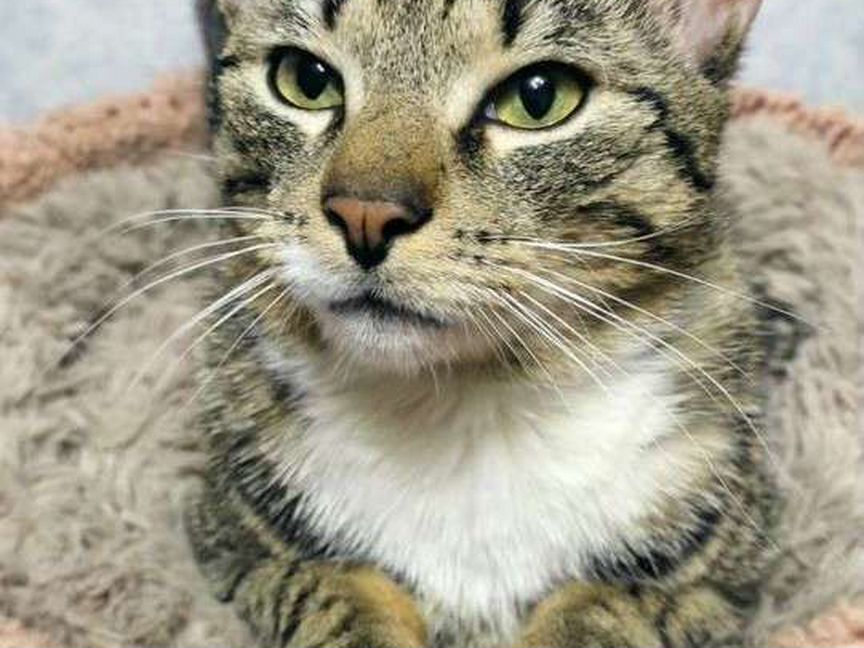 Ласковый кот