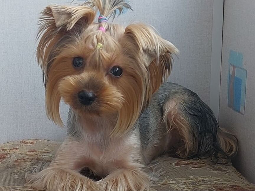 Йоркширский терьер девочка