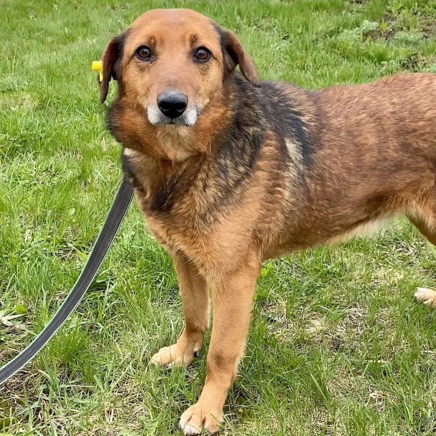 Уникальная такса