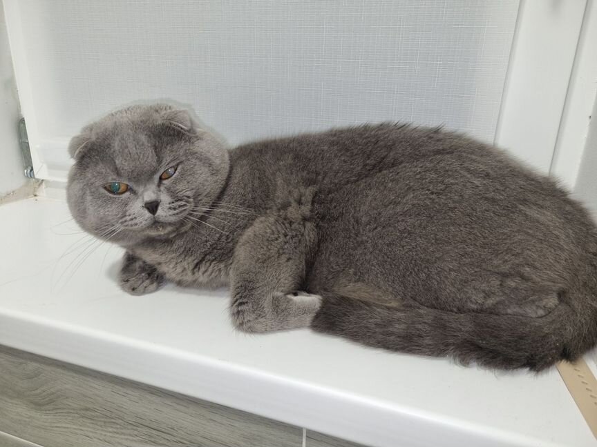 Шотландская вислоухая