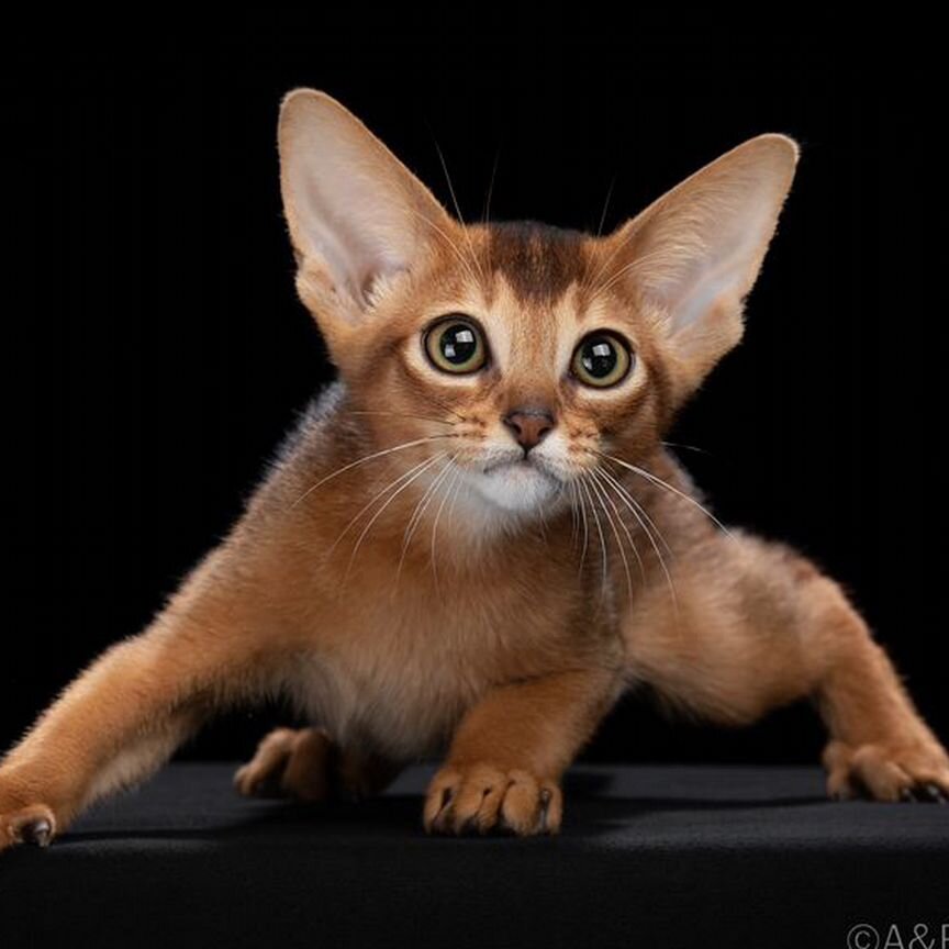 Абиссинский котёнок