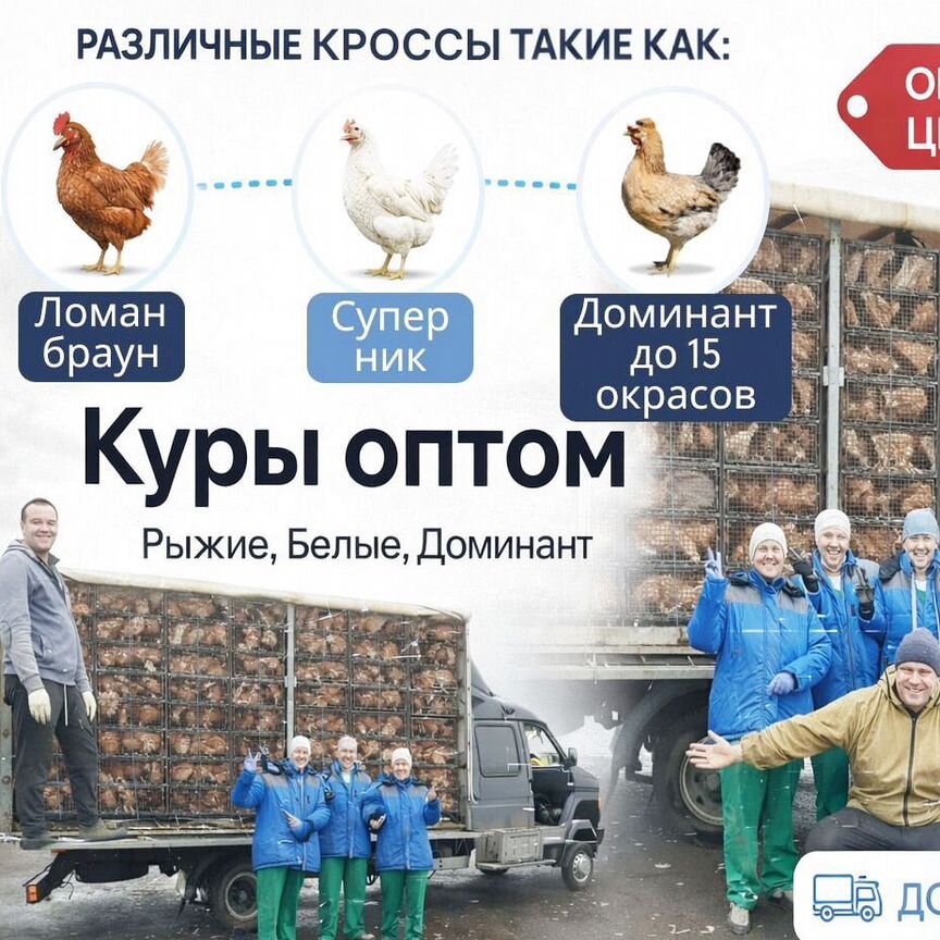 Проверенные несушки Доминант