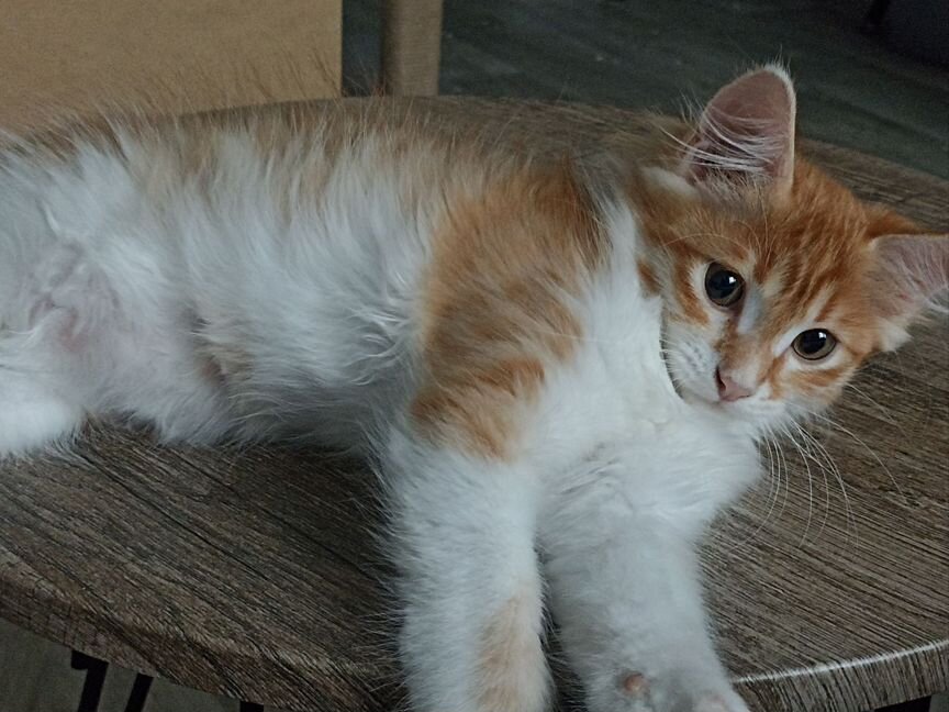 Лучшие Котята