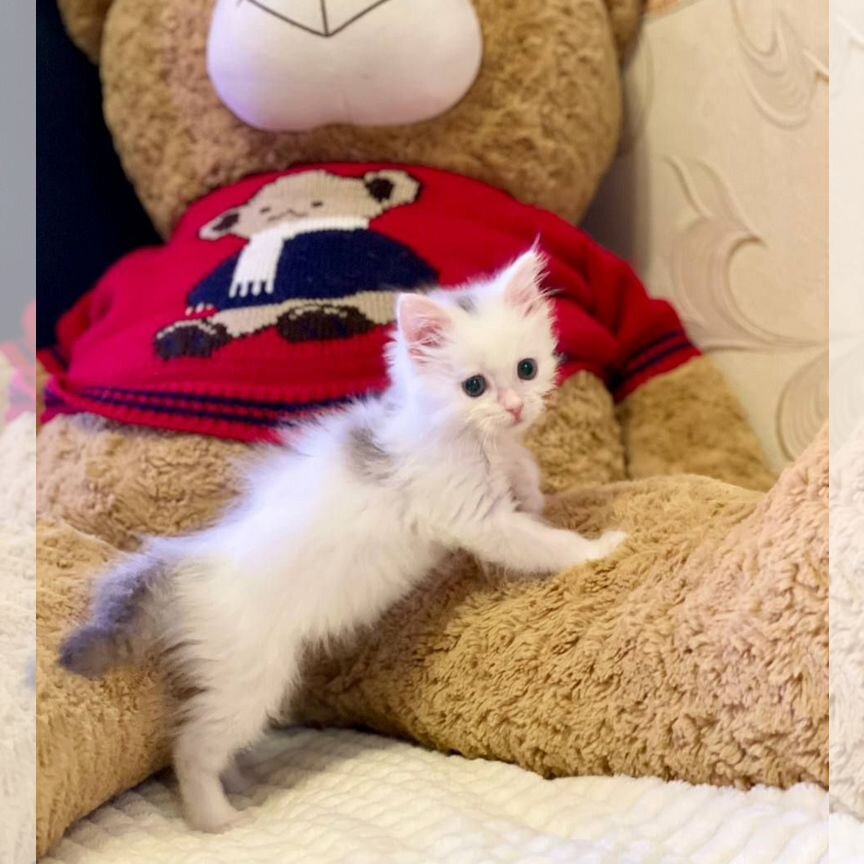 Котёнок в добрые руки