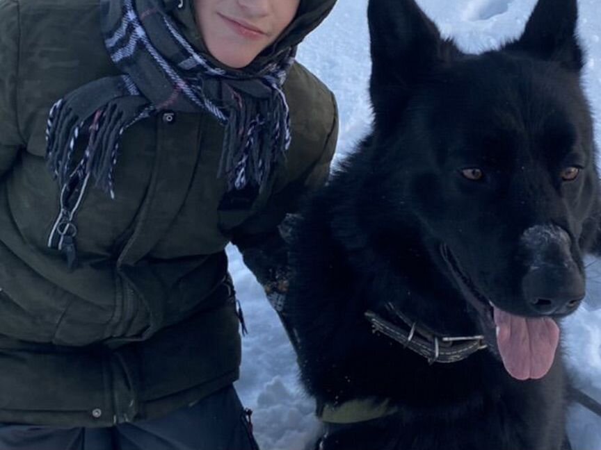 Восточноевропейская овчарка