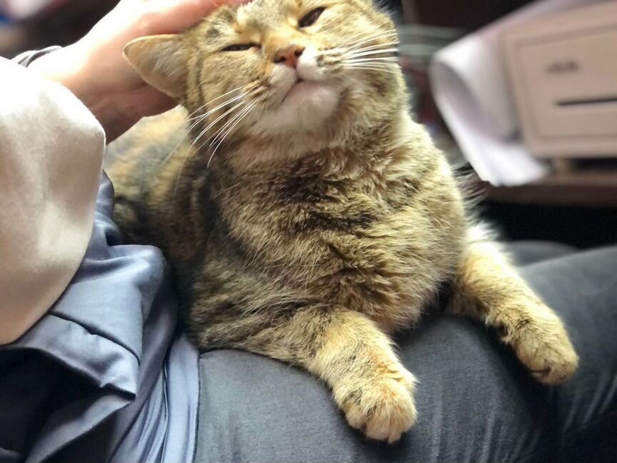 Кошки в добрые руки бесплатно