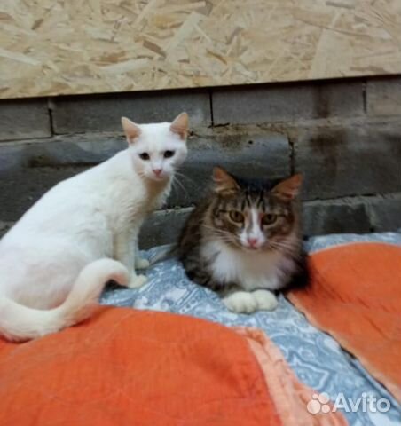 В добрые руки белая кошка Лапочка