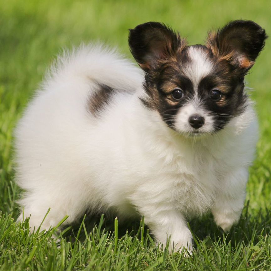 Континентальный той-спаниель папильон, щенок