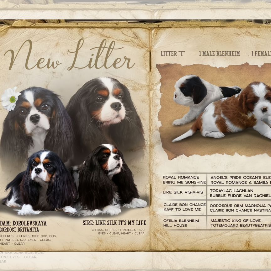 Кавалер кинг-чарльз-спаниель, щенок