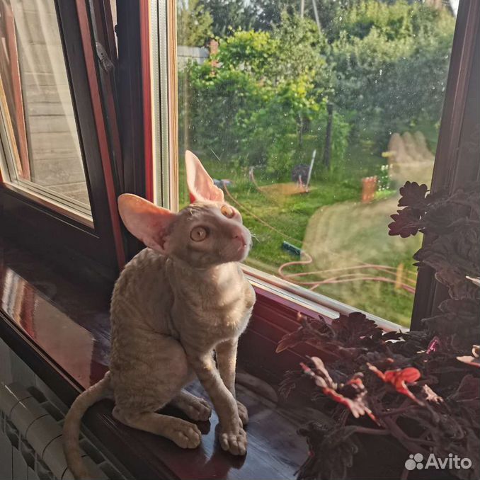 Котенок Корниш-рекс