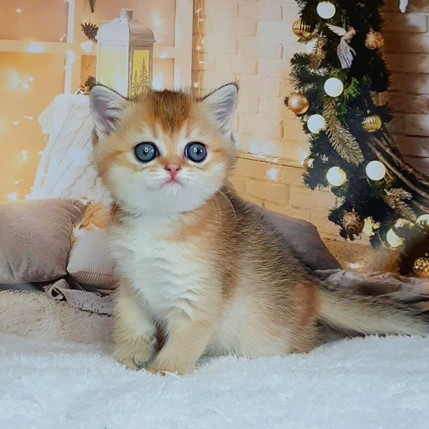 Шотландские котята