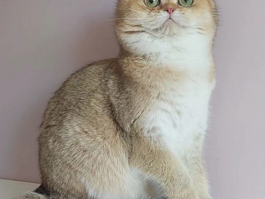 Кошечка золотая шиншилла