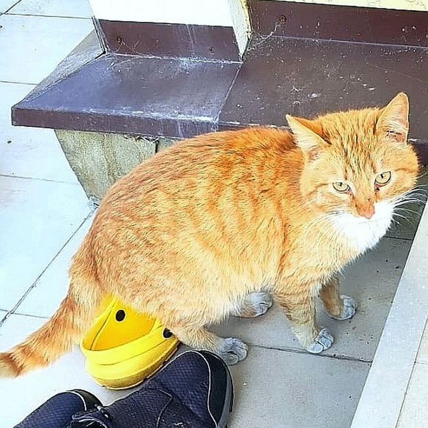 Коту очень нужен дом