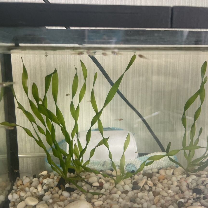 Мальки гуппи