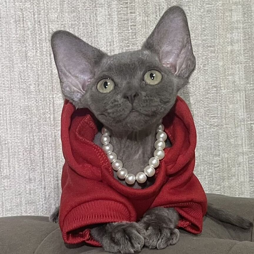 Котята девон-рекс мальчик