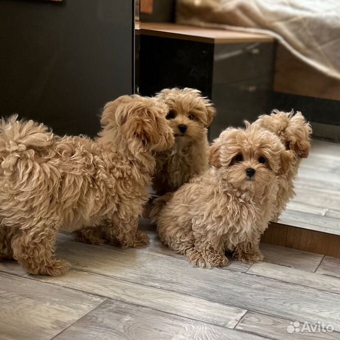 Мальтипу мини мальчишки