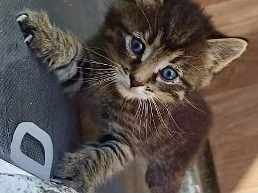 Котенок 1,5 мес