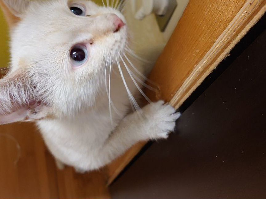 Двое жизнерадостных непосед котиков-подростков