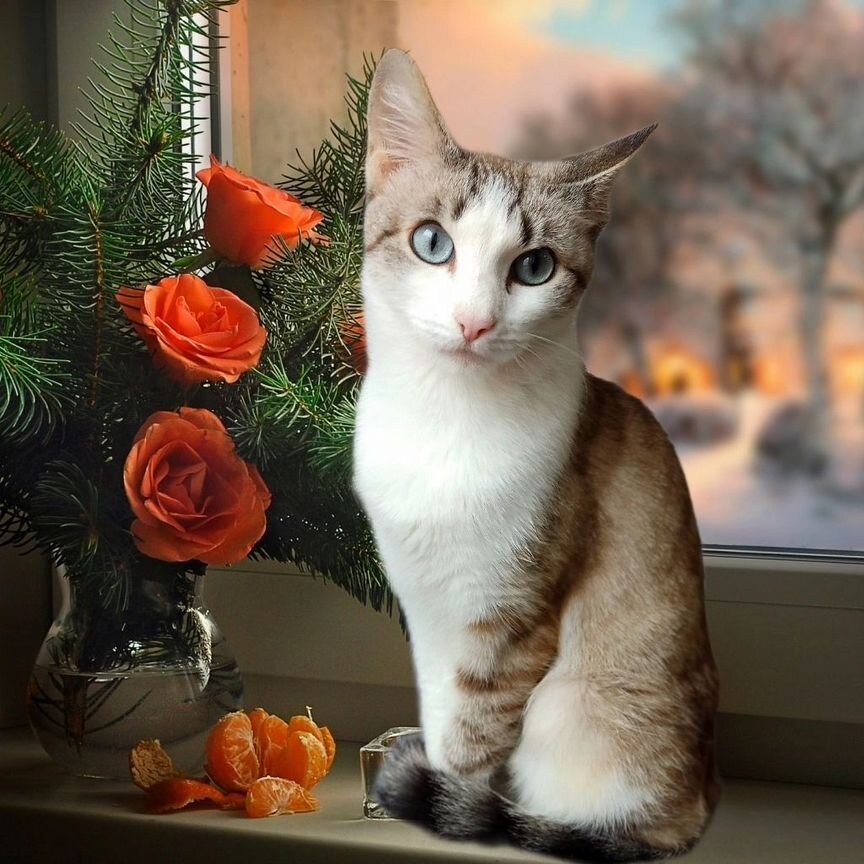 Кошечка, 2-3 года