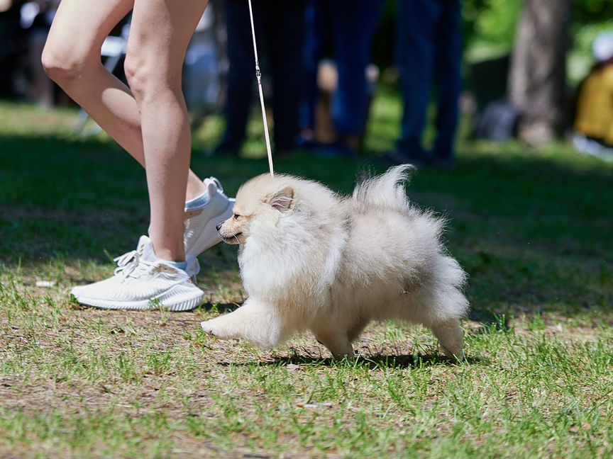 Щенок шпица