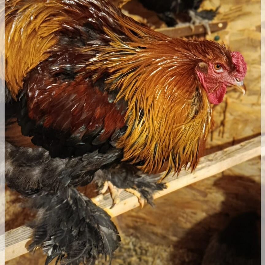 Петух Брама