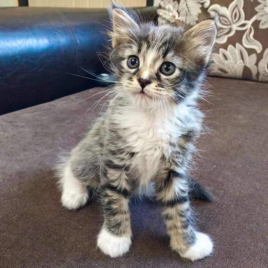 Котёнок в добрые руки