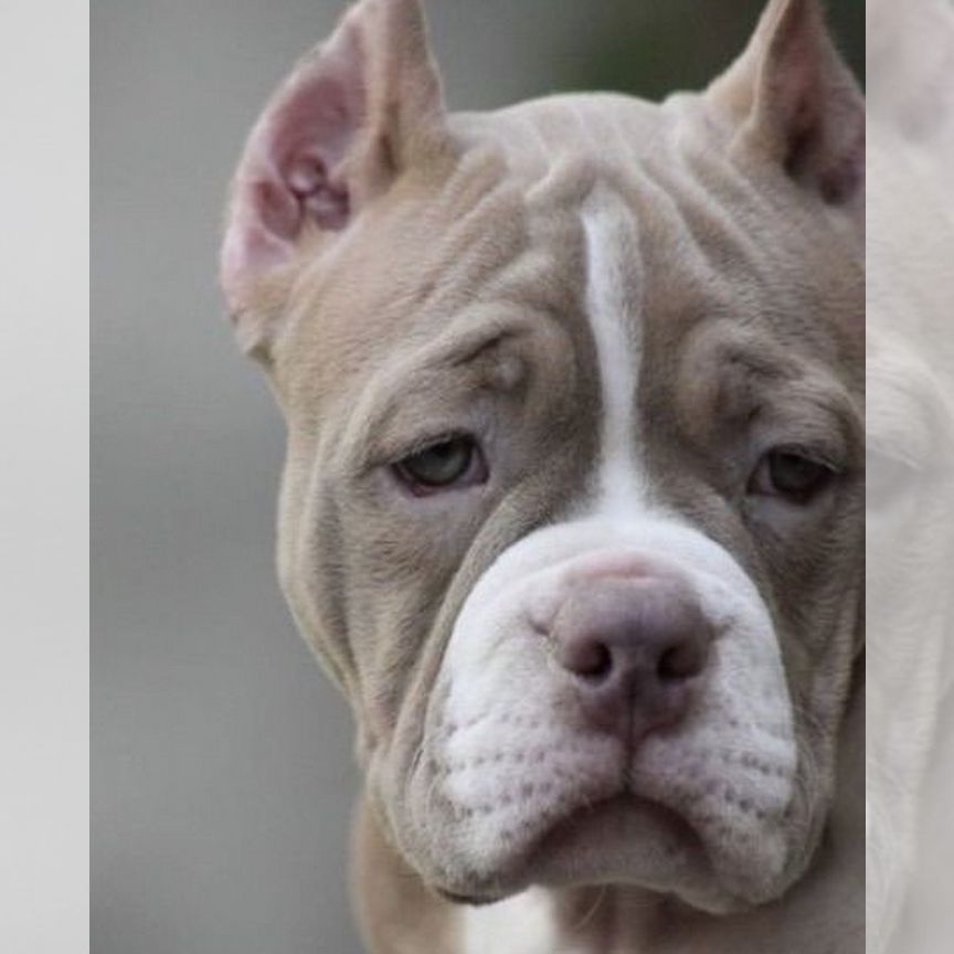 Американский булли покет девочка и мальчик