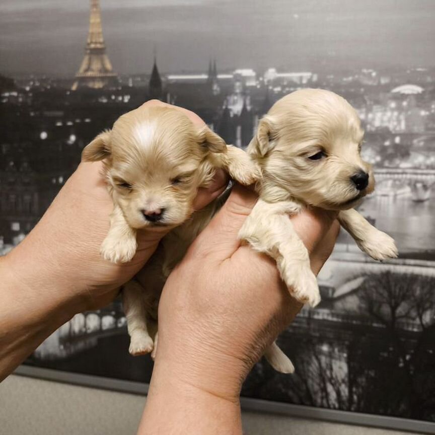 Мальтипу f1 mini