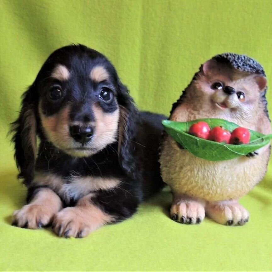 Кроличья такса, щенок