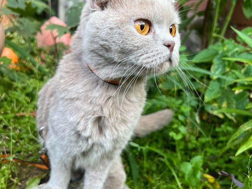 Шотландская вислоухая