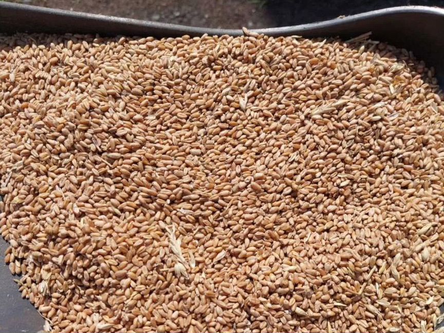 Зерносмесь подсолнечник