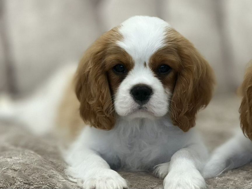 Щенок Кавалер Кинг Чарльз Спаниель
