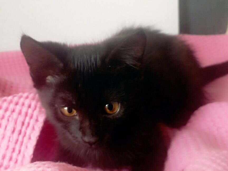 Котик 2,5 мес. ищет дом и любовь