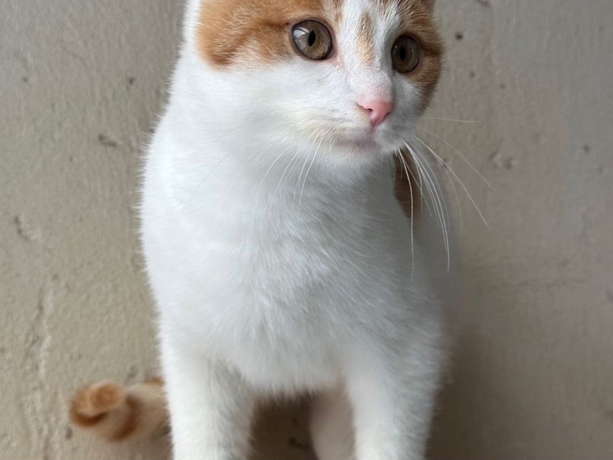 Котенок белый рыжий примерно 3, 4 месяца