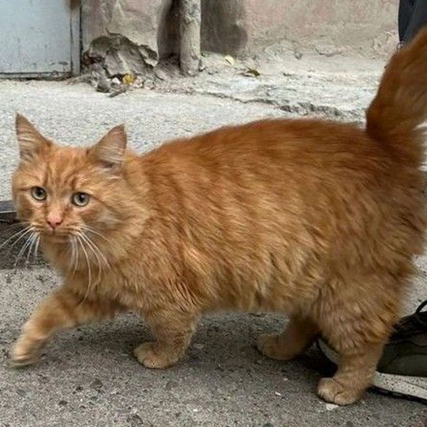Рыжий бездомный кот в добрые руки