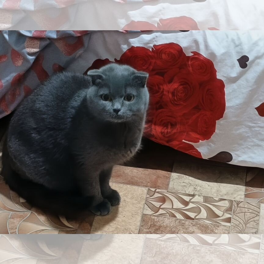 Британская короткошёрстная, взрослая кошка