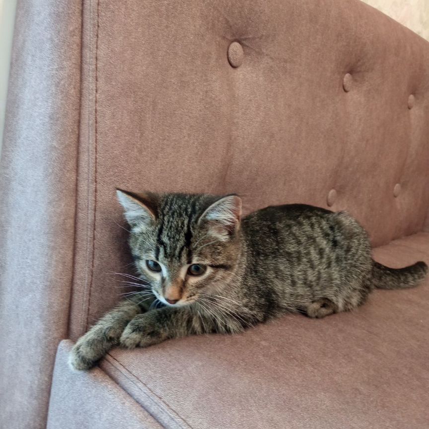 Котенок ищет дом