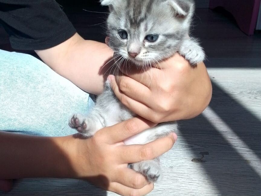 Шотландские котята