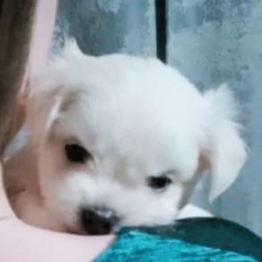 Красотка мальтезе