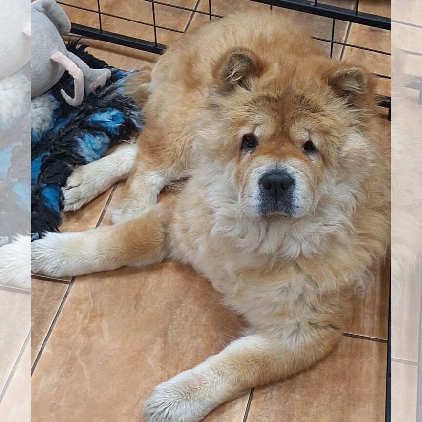 Чау-чау, взрослая собака