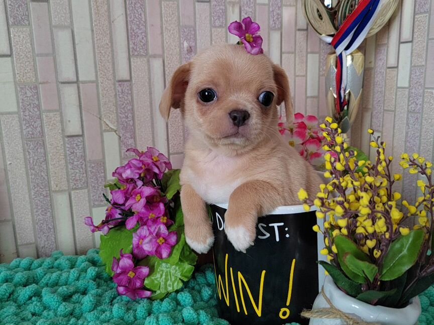 Девчонка Василиса с документами